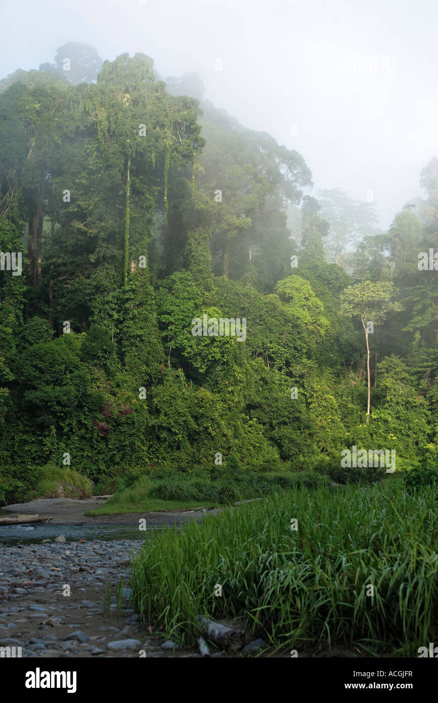 Danum Valley Sabah Borneo, Malaysia Stock Photo - Alamy