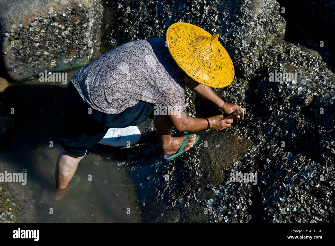 Chongwu hi-res stock photography and images - Alamy