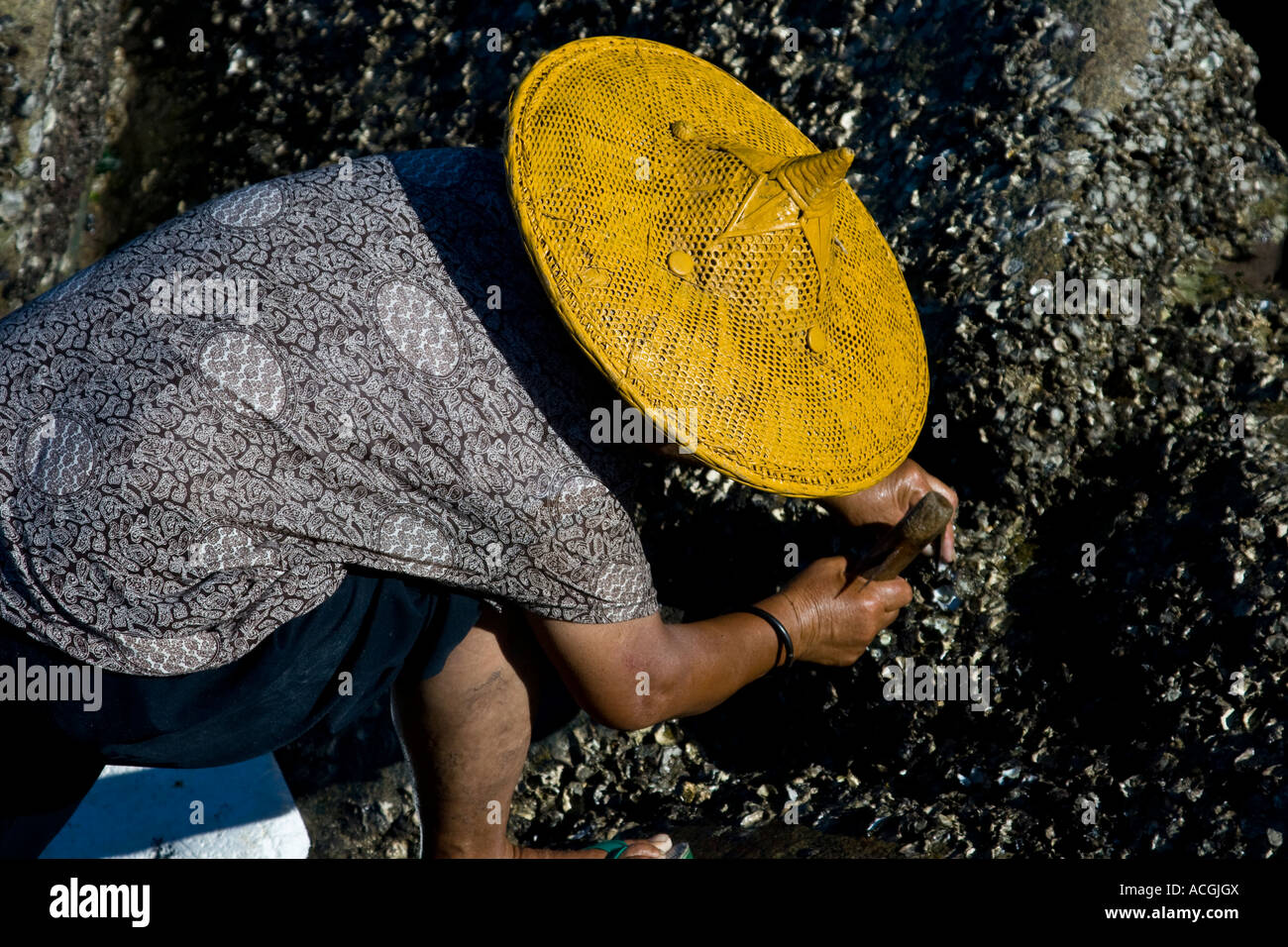 Clam harvesting hi-res stock photography and images - Alamy