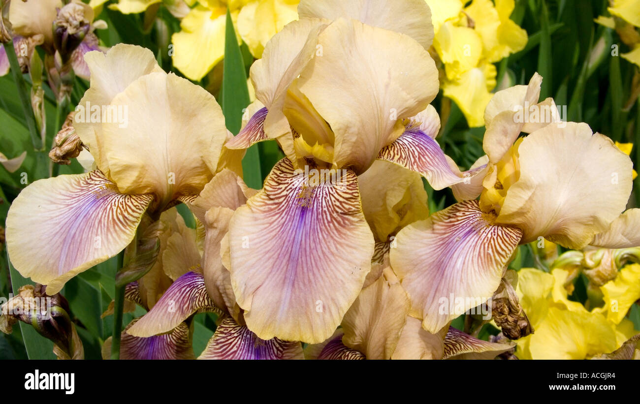 Beige iris hi-res stock photography and images - Alamy