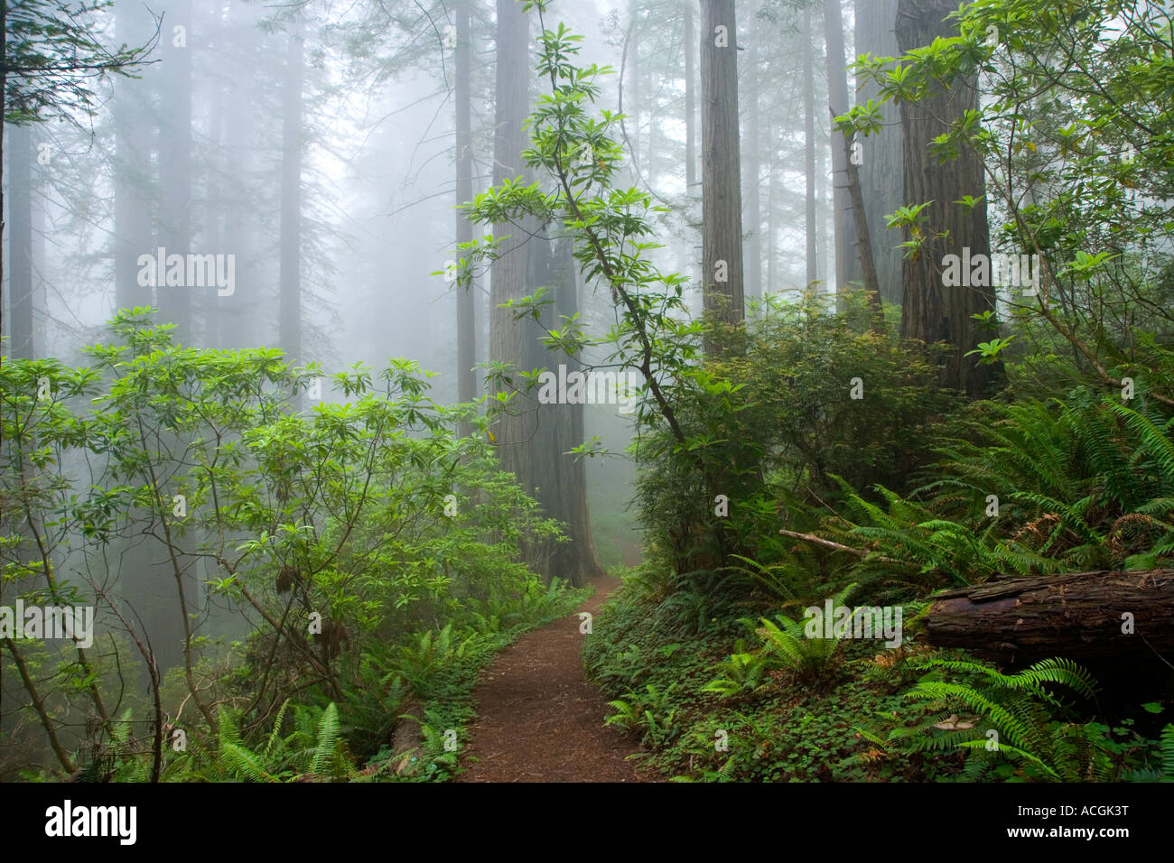 Redwood forest shrouded in fog, Del Norte Coast Stock Photo - Alamy
