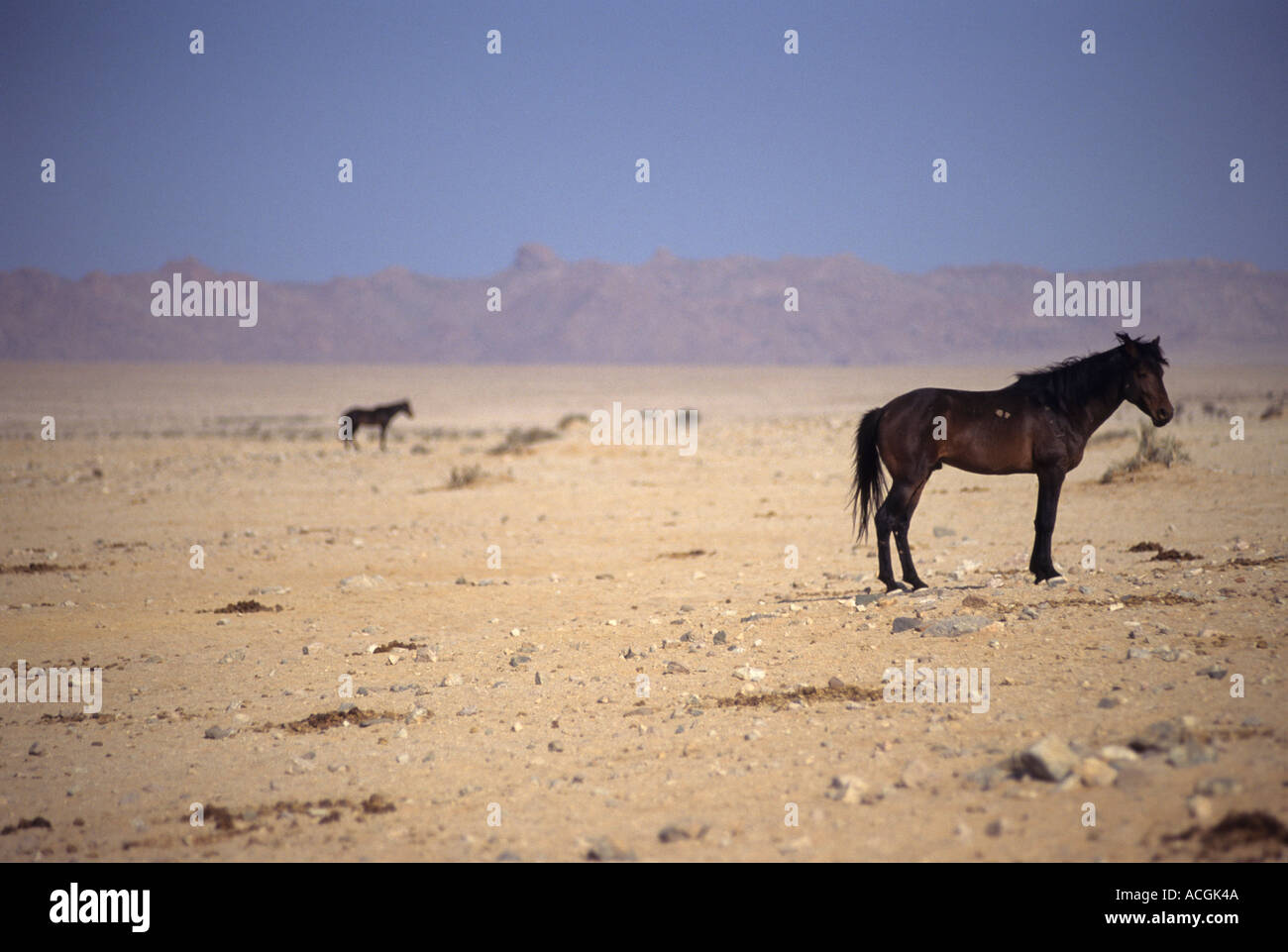 Feral horse, Namib desert Stock Photo - Alamy