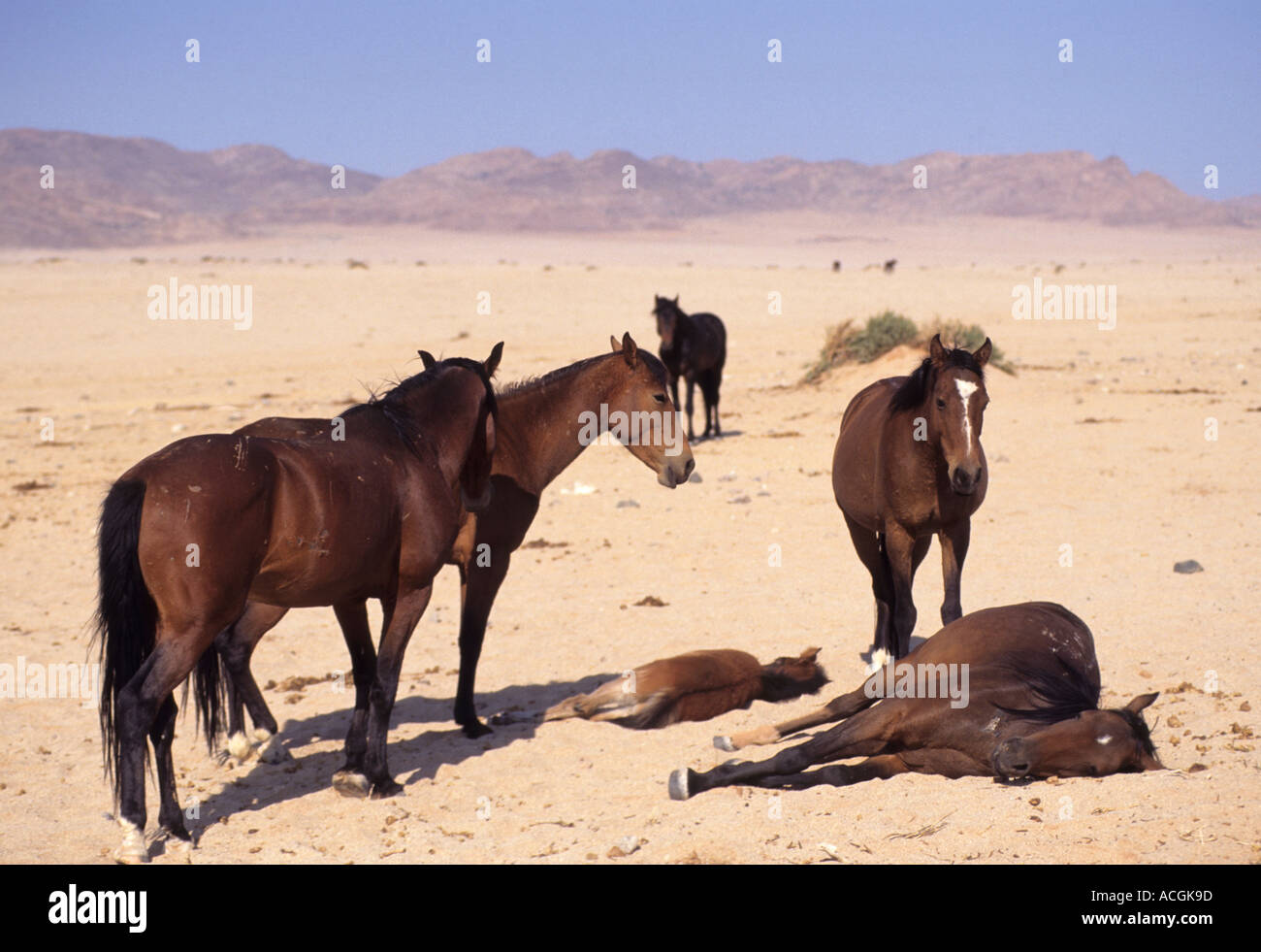 Feral horses in the Namib desert Stock Photo - Alamy