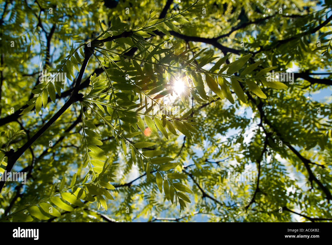 Summer sunlight shining through delicate tree leaves Stock Photo - Alamy