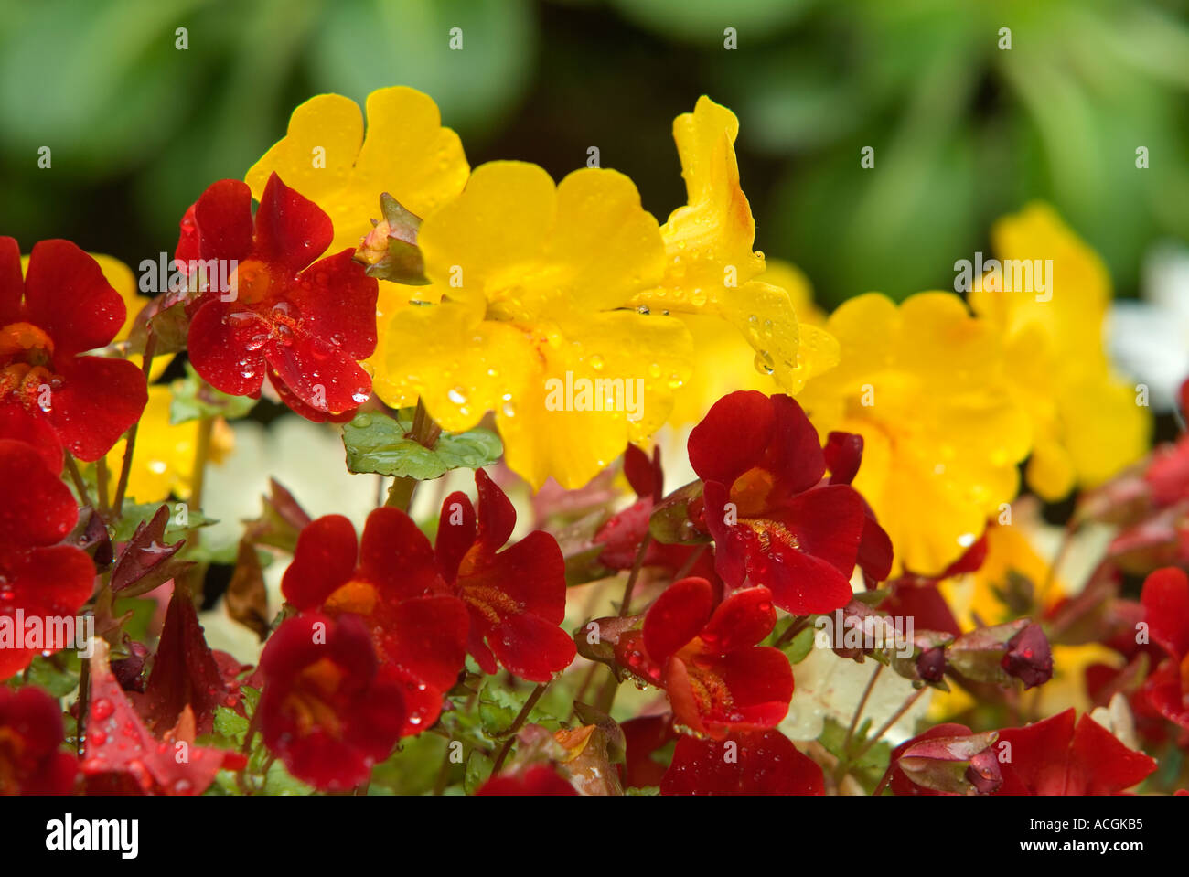 Mimulus flowers hi-res stock photography and images - Alamy