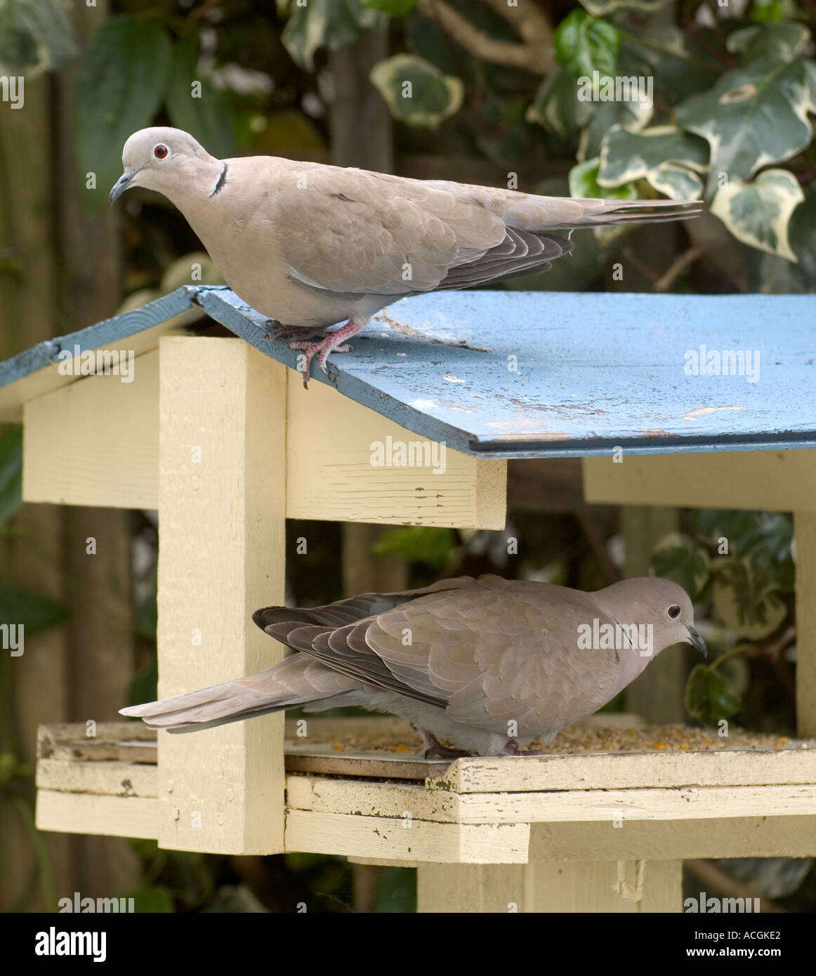 Dove on bird table hi-res stock photography and images - Alamy