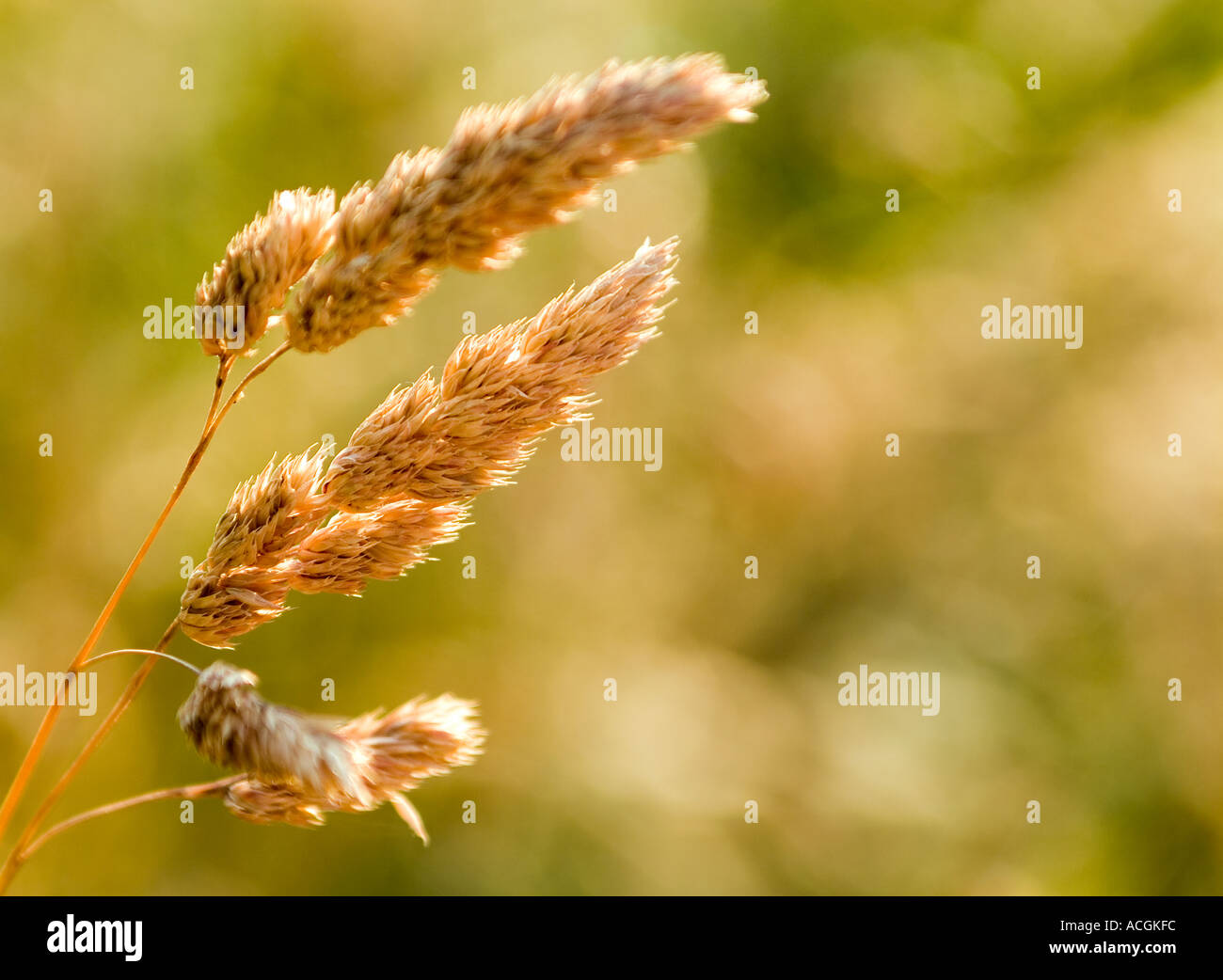 Summer grasses swaying in evening sunshine Stock Photo - Alamy