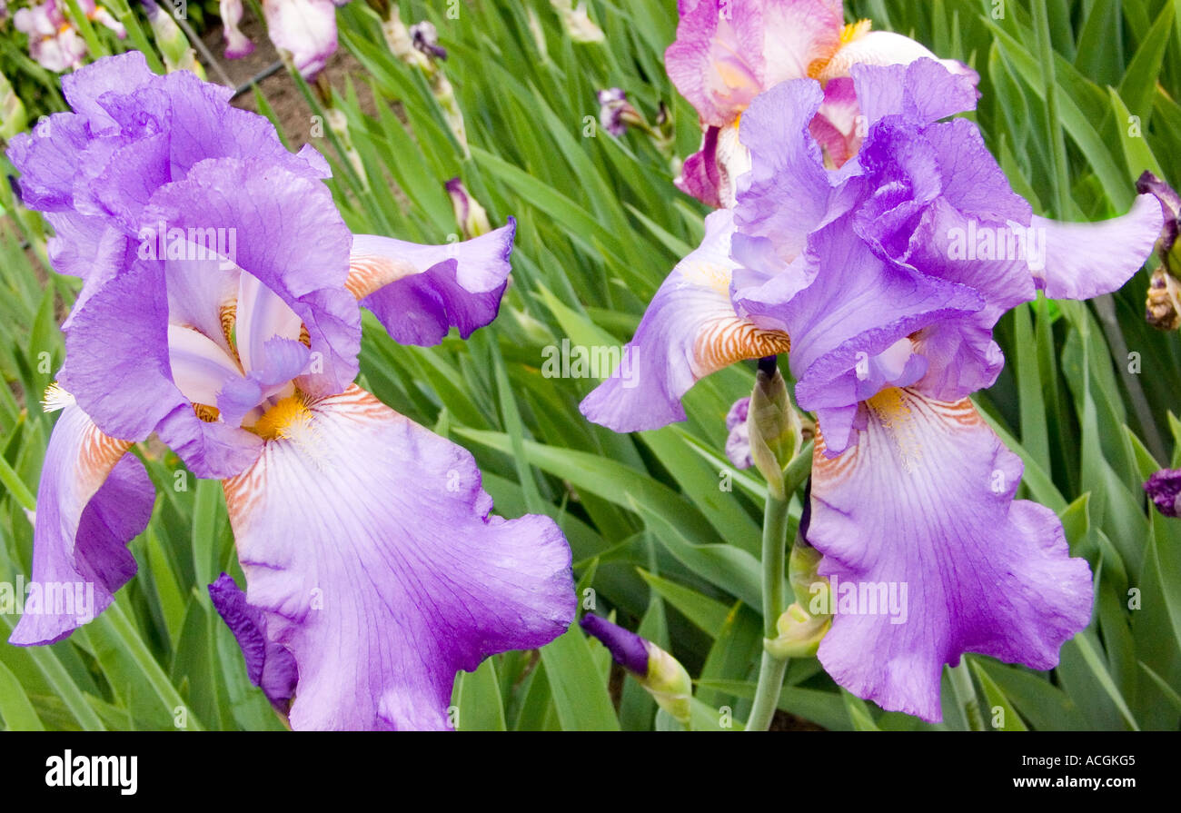 Violet Iris flowers blooming Stock Photo - Alamy