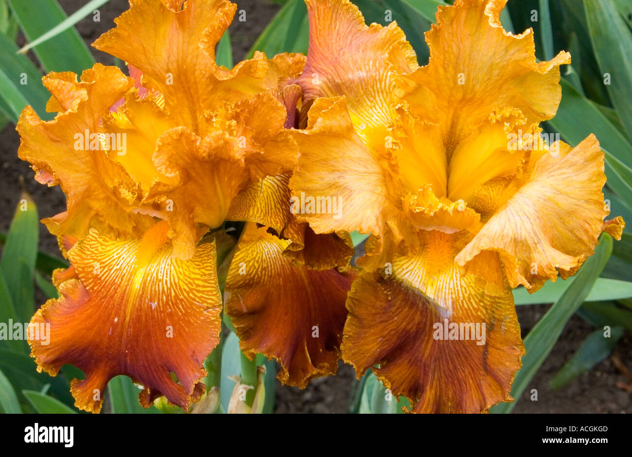 Beige iris hi-res stock photography and images - Alamy
