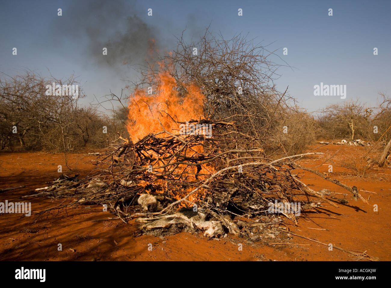 Fire goats hi-res stock photography and images - Alamy
