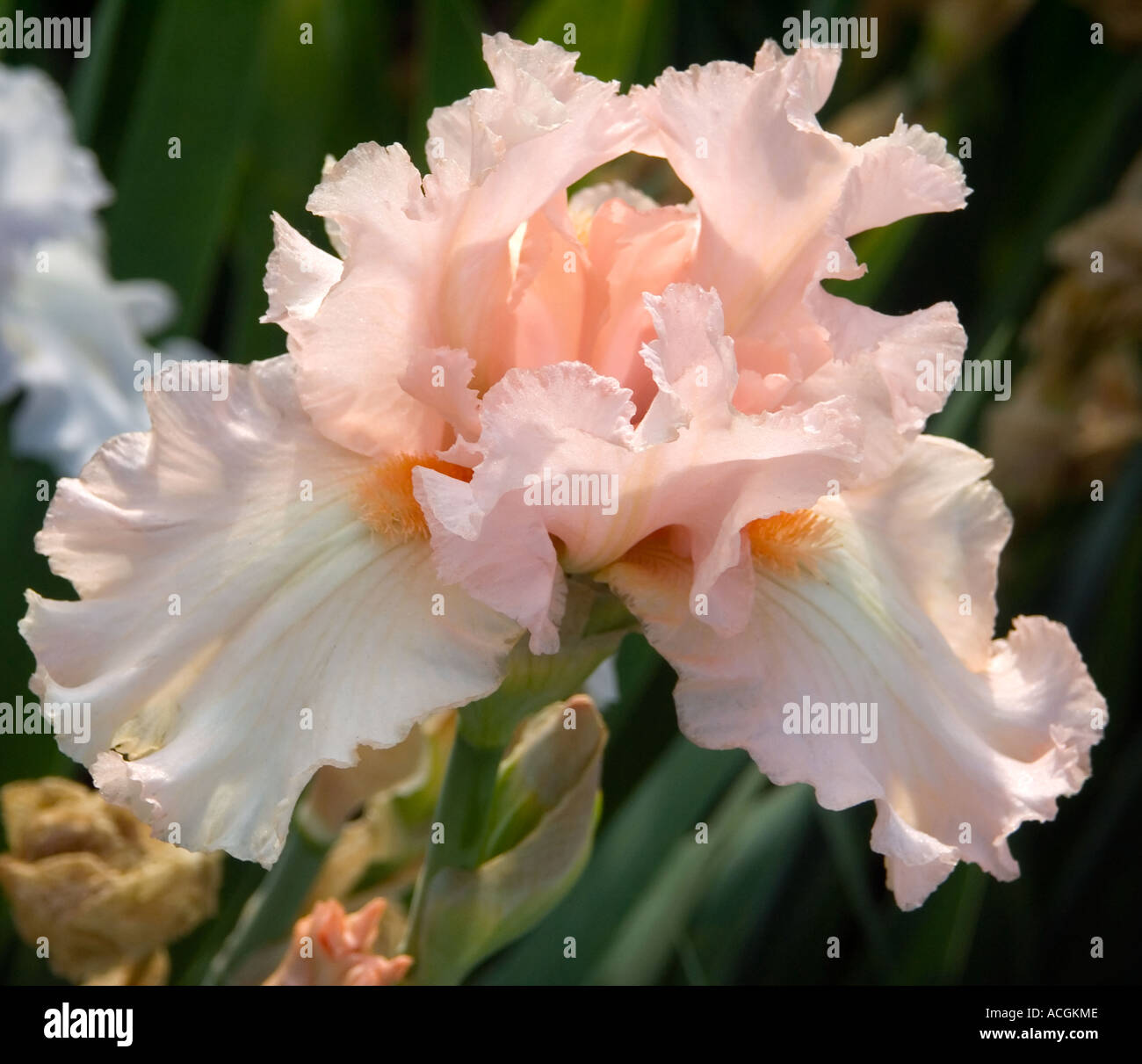Pink Iris flower bloming Stock Photo - Alamy