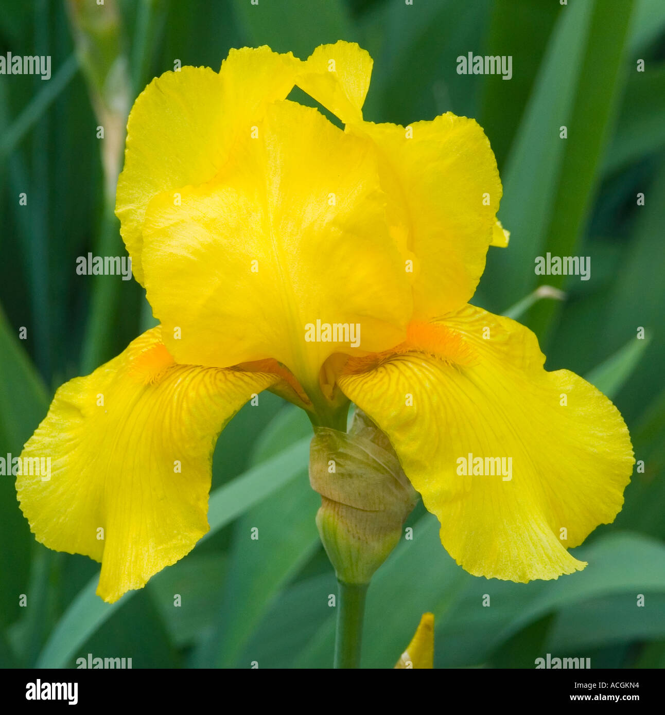 Green quest hi-res stock photography and images - Alamy