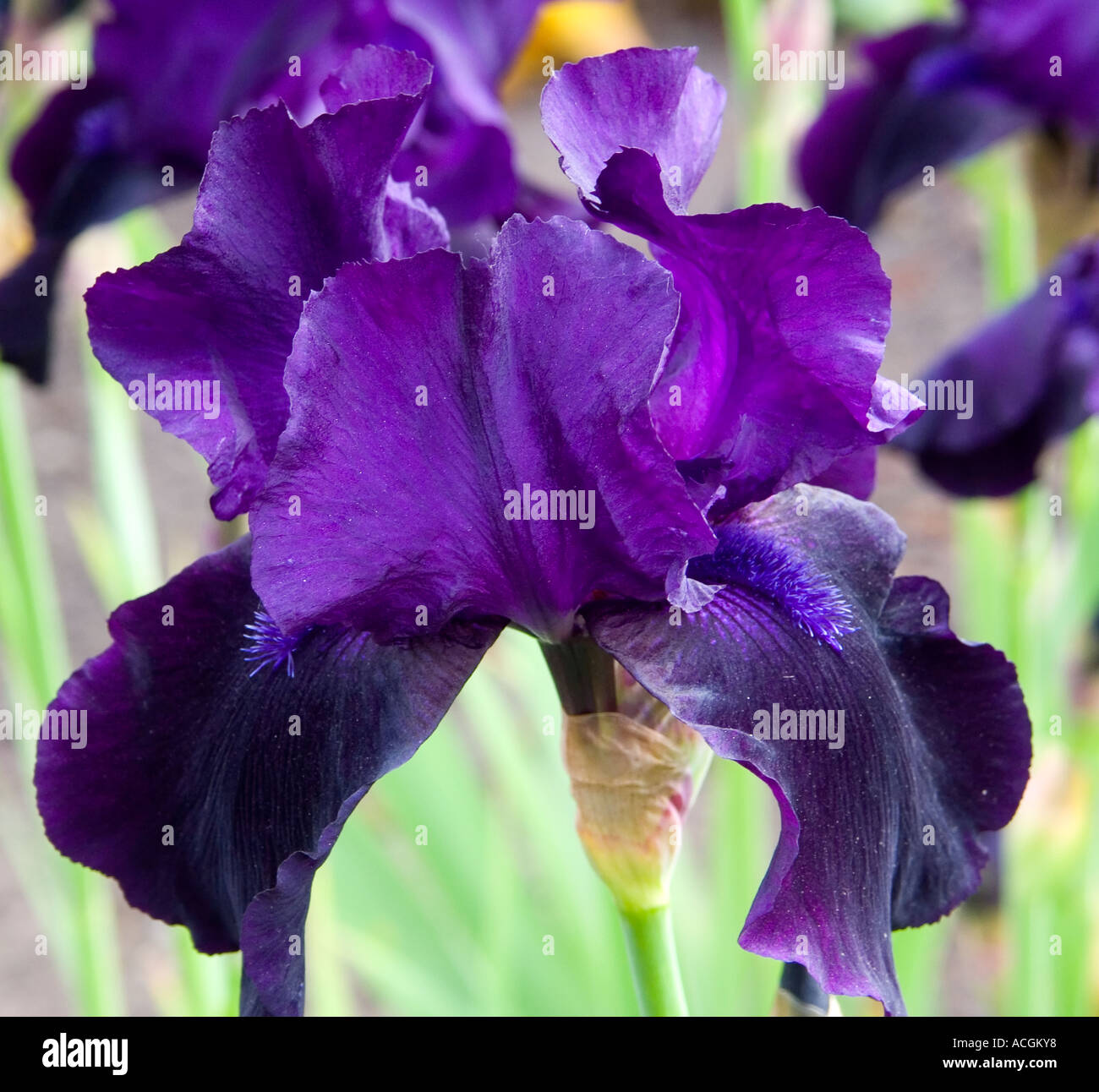 The dance iris hi-res stock photography and images - Alamy