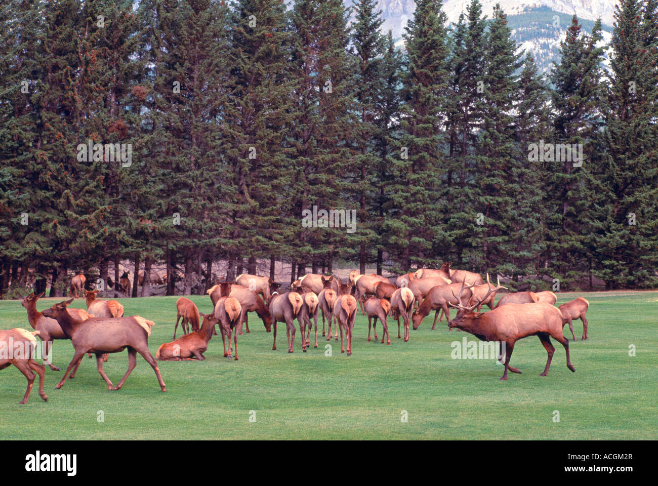 Bull Elk (Cervus canadensis) rounding up Harem on Golf Course in Banff ...