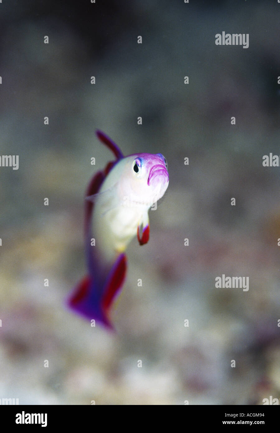 Purple goby hi-res stock photography and images - Alamy