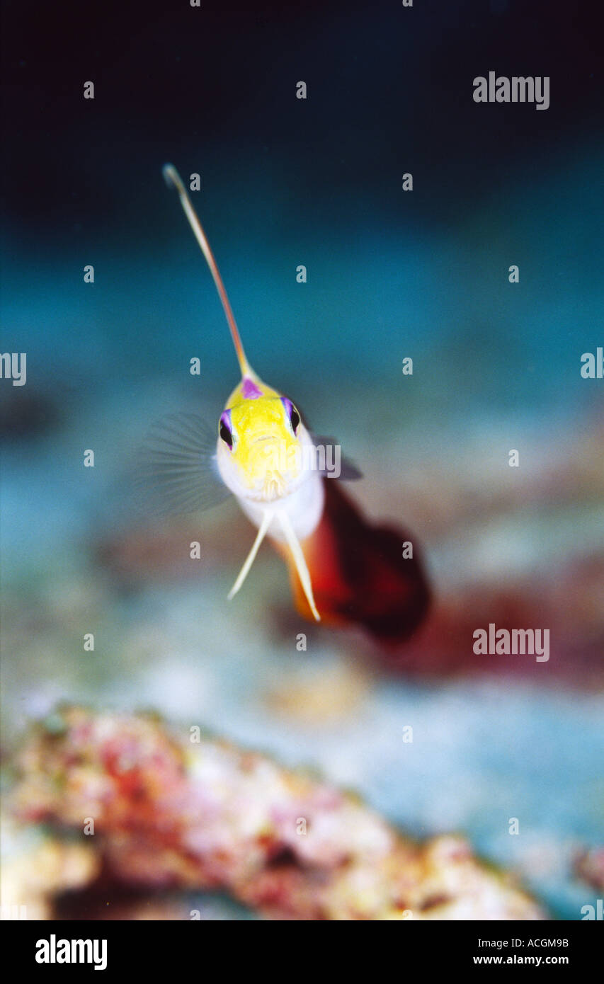Fire coral goby hi-res stock photography and images - Alamy