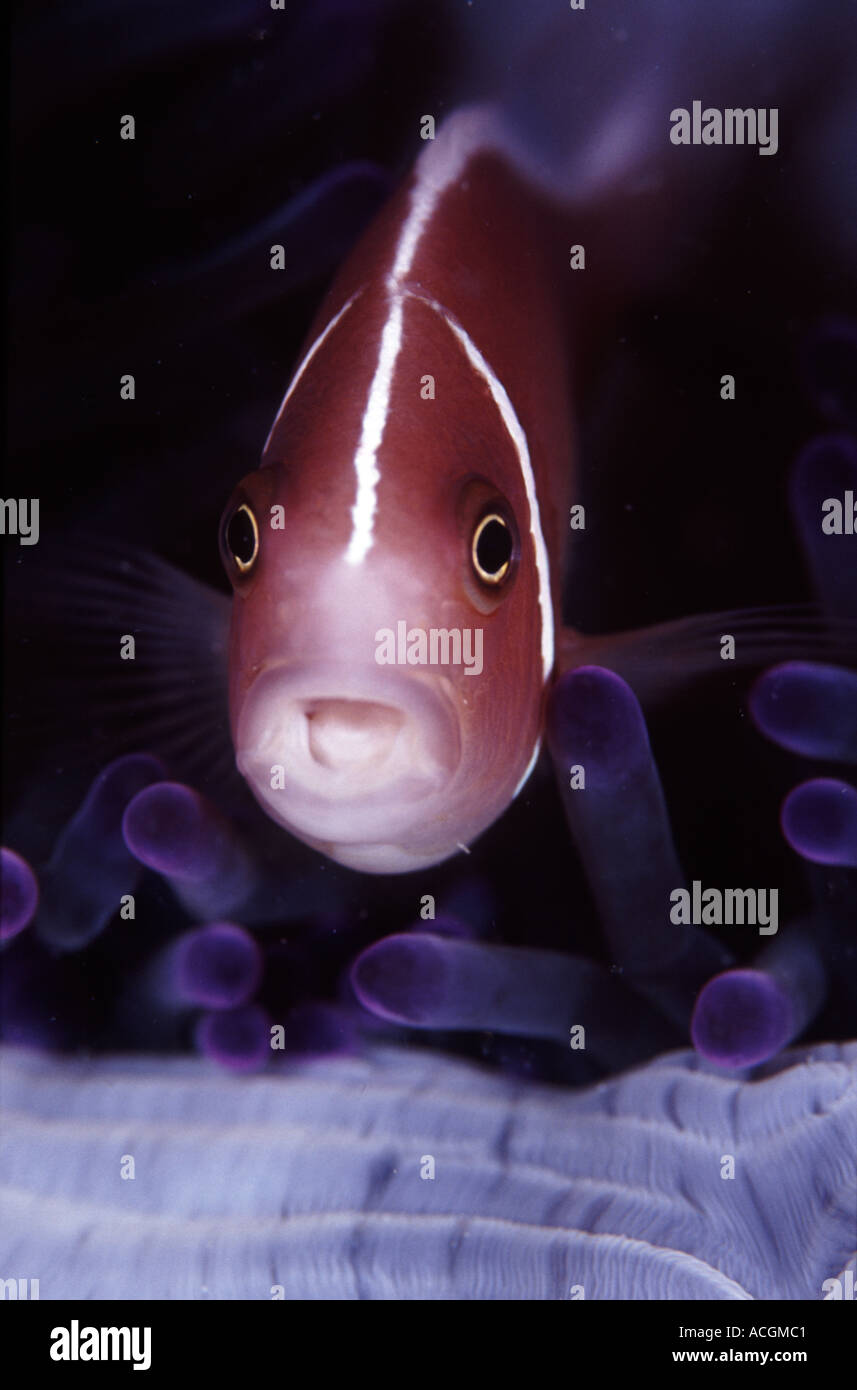 A pink anemone fish giving a threat display Stock Photo - Alamy