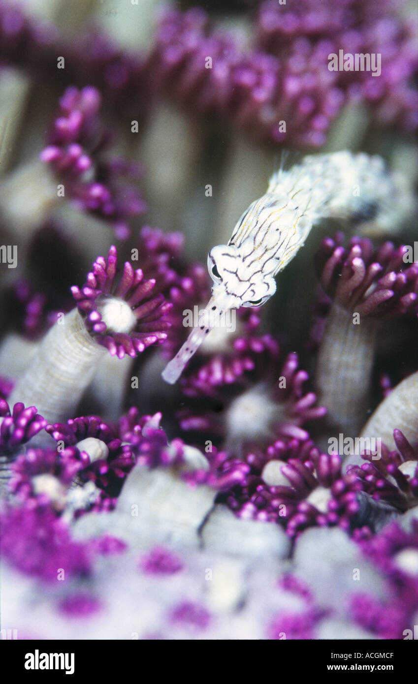 A scribbled pipefish feeding in a garden of purple coral polyps Stock ...