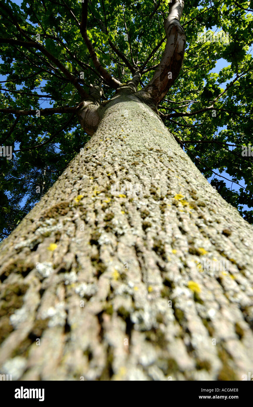 Sycamore tree bark hi-res stock photography and images - Alamy