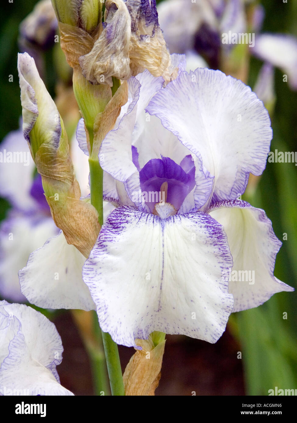 White and violet Iris flower blooming Stock Photo - Alamy