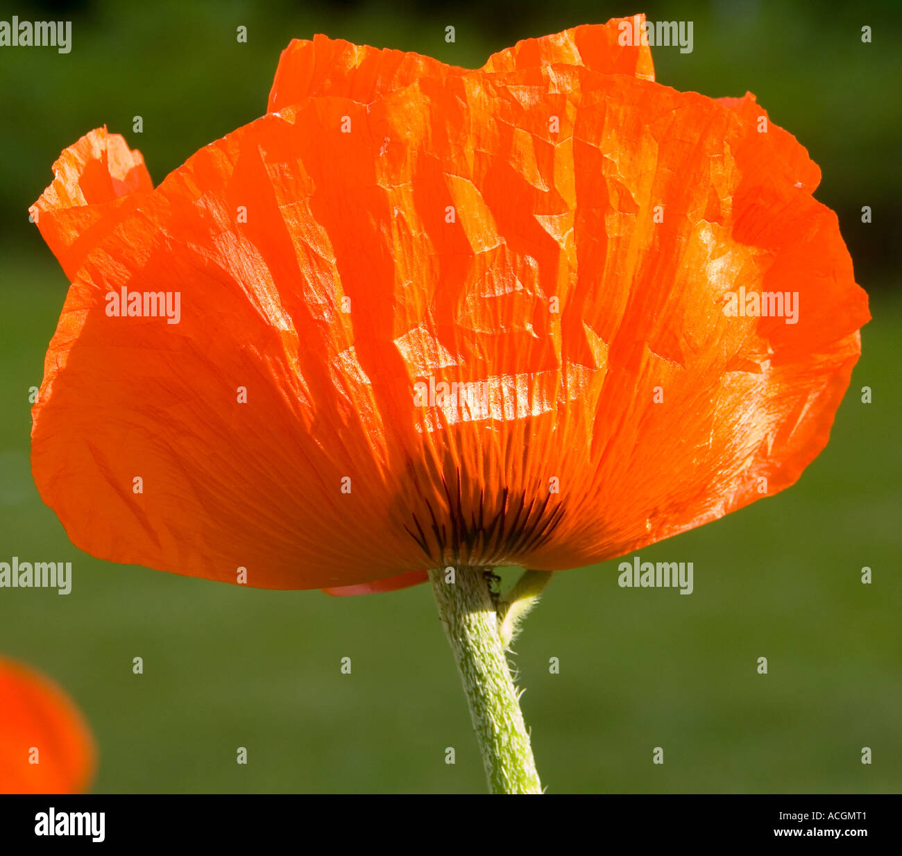 Red Poppy close up Papaver somniferum Stock Photo - Alamy