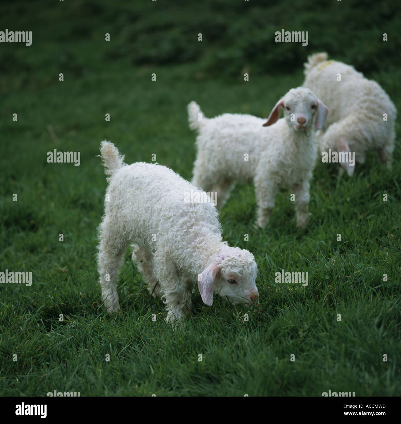 Mohair goat angora goat hi-res stock photography and images - Alamy