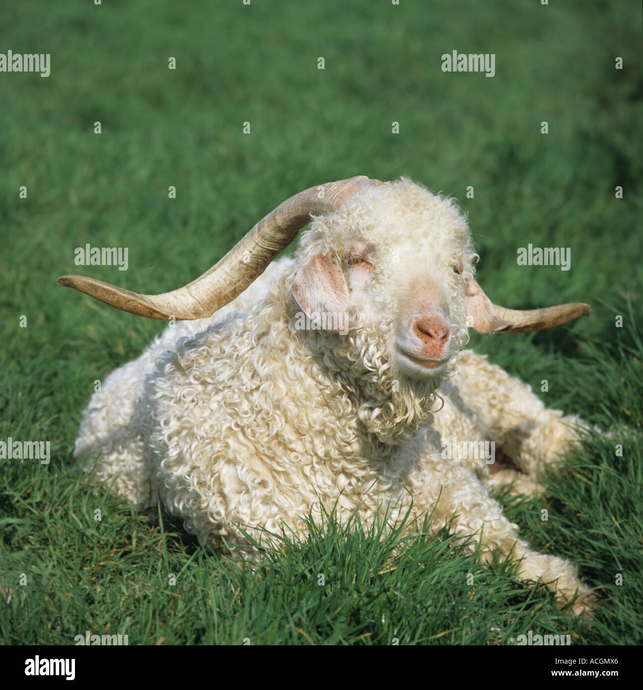 Large sleepy Angora goat buck lying down on grass Stock Photo - Alamy