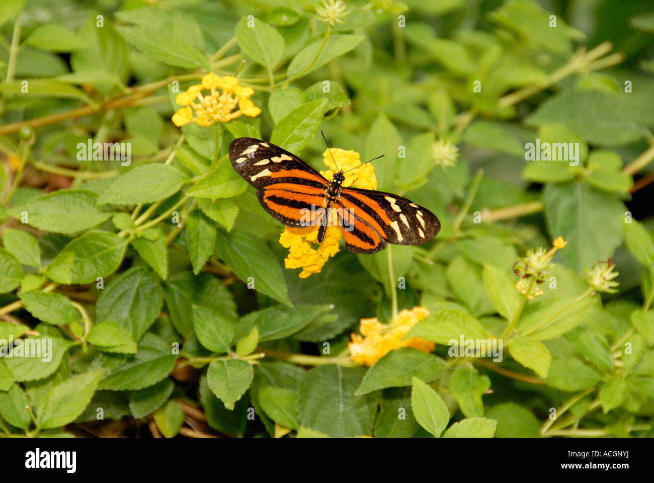 Orange long wing hi-res stock photography and images - Alamy