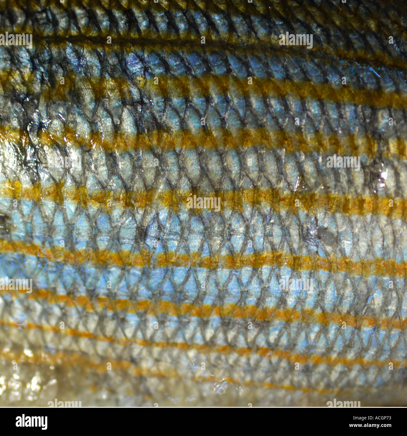 Stinking Fish High Resolution Stock Photography and Images - Alamy