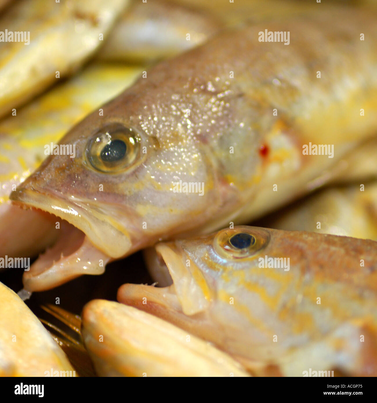Stinking Fish High Resolution Stock Photography and Images - Alamy