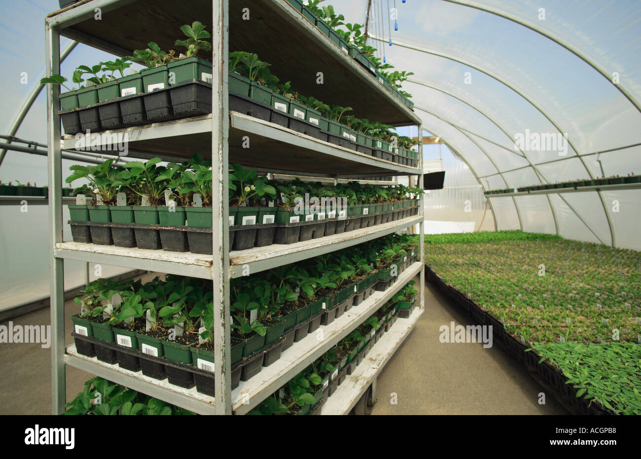 Commercial plant growing Stock Photo - Alamy