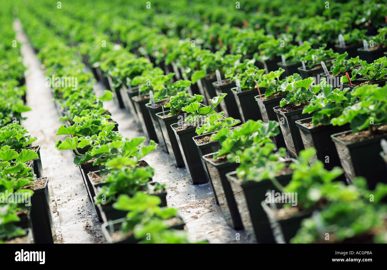 Commercially grown plants Stock Photo - Alamy