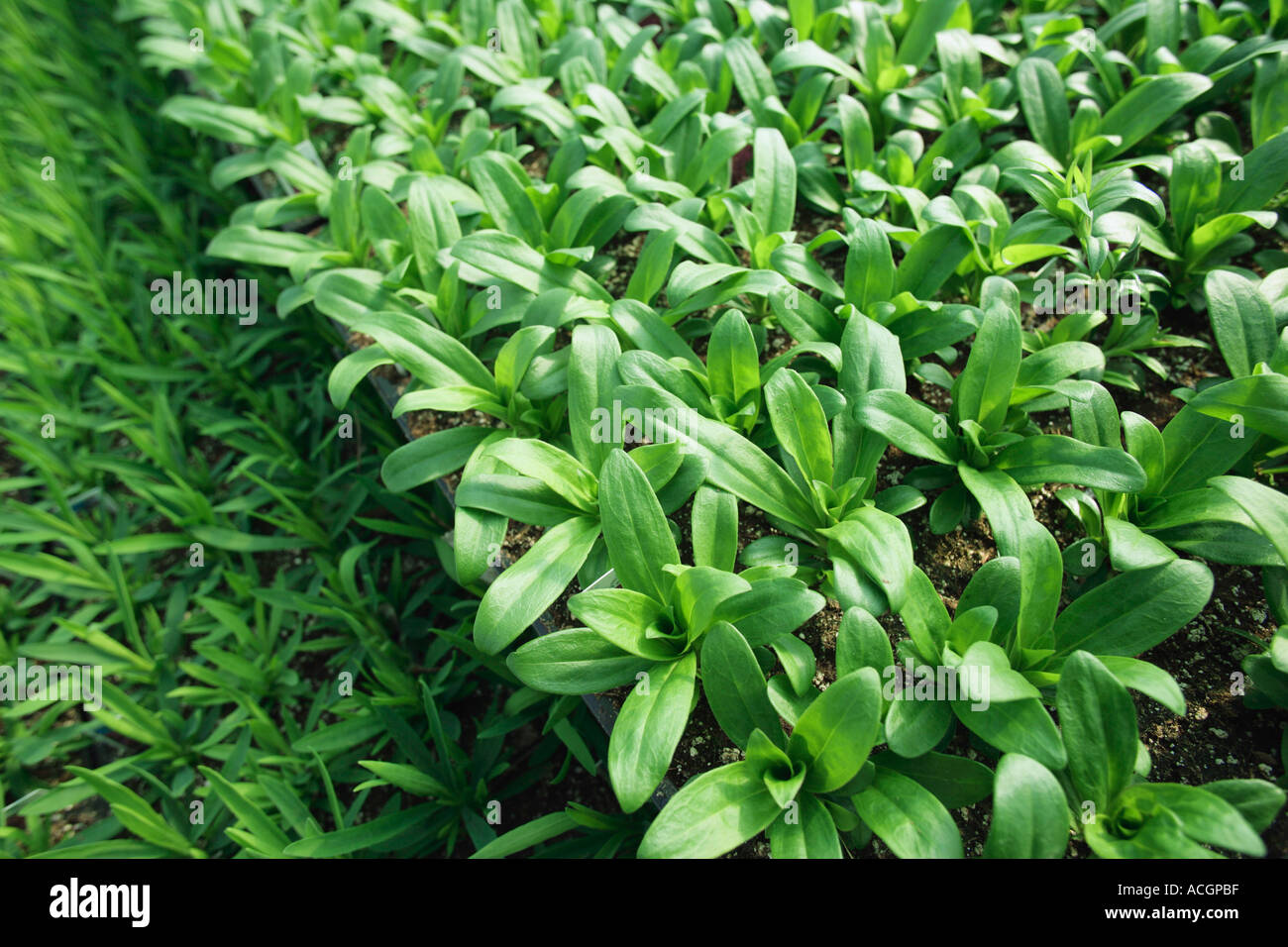 Commercially hi-res stock photography and images - Alamy