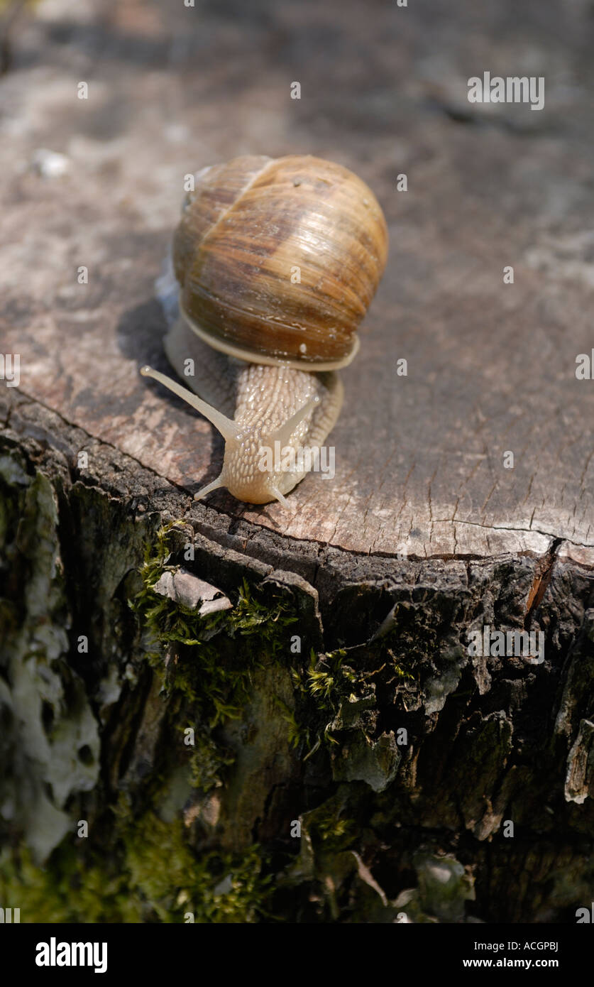 Helix aspersa Snail Garden Europe Stock Photo - Alamy