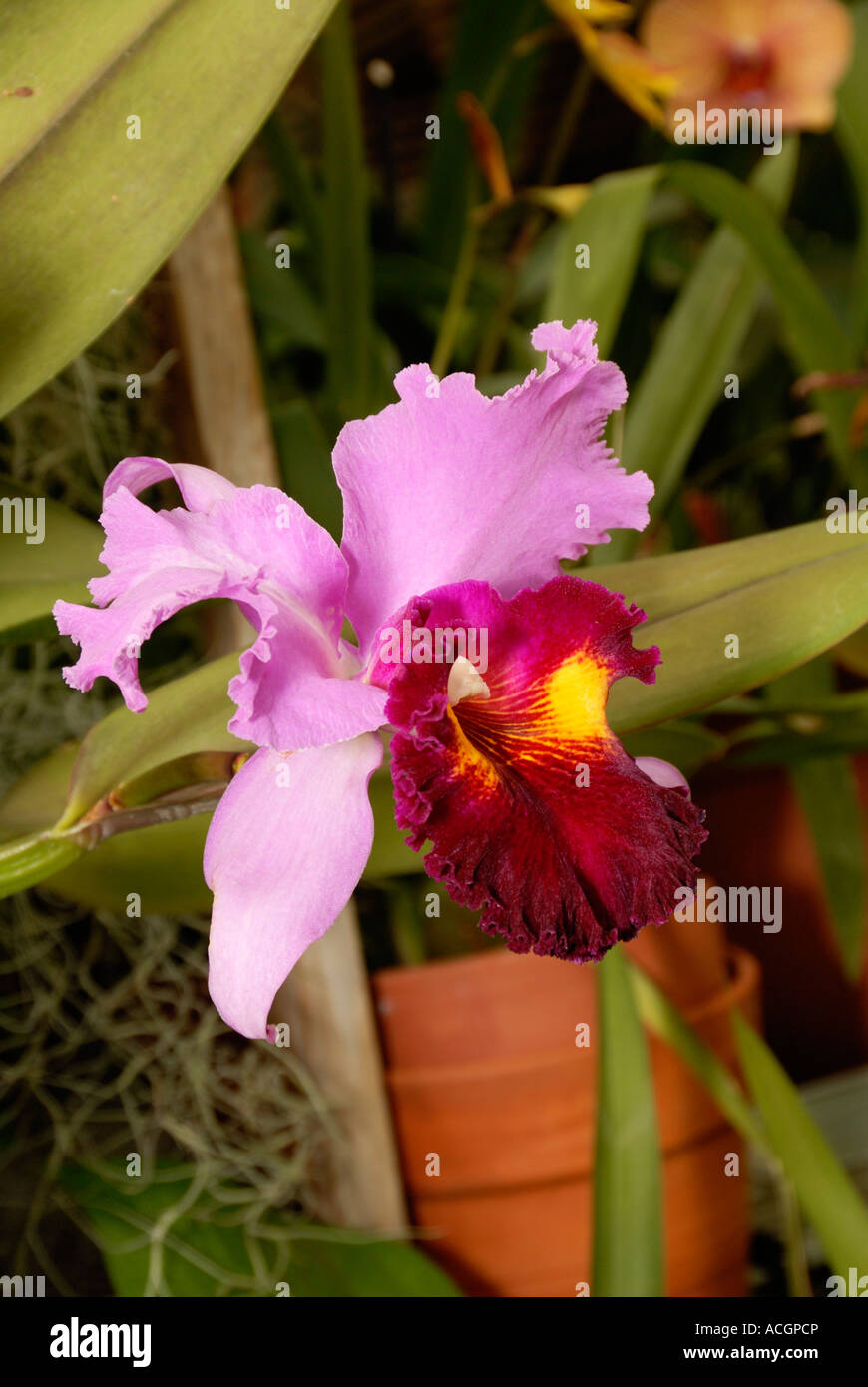 Labiate species hi-res stock photography and images - Alamy