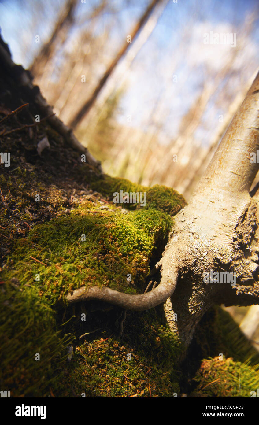 Rootstock bark hi-res stock photography and images - Alamy