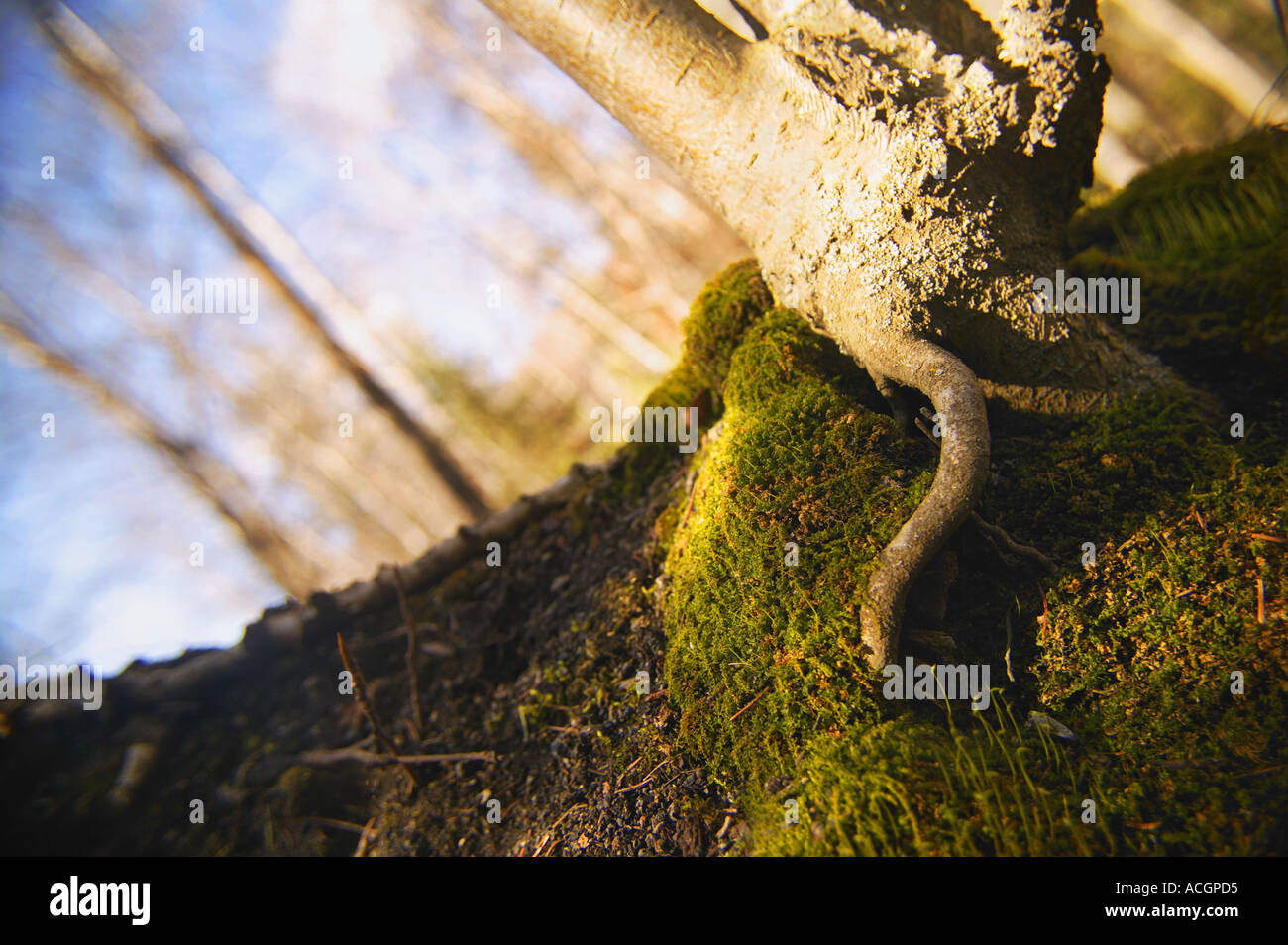 Close up of tree rooting system Stock Photo - Alamy