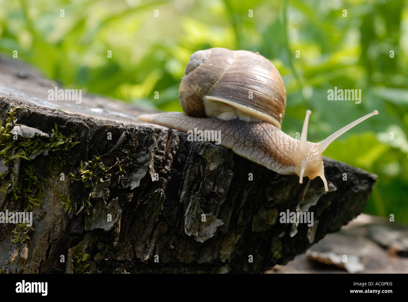 Helix aspersa Snail Garden Europe Stock Photo - Alamy