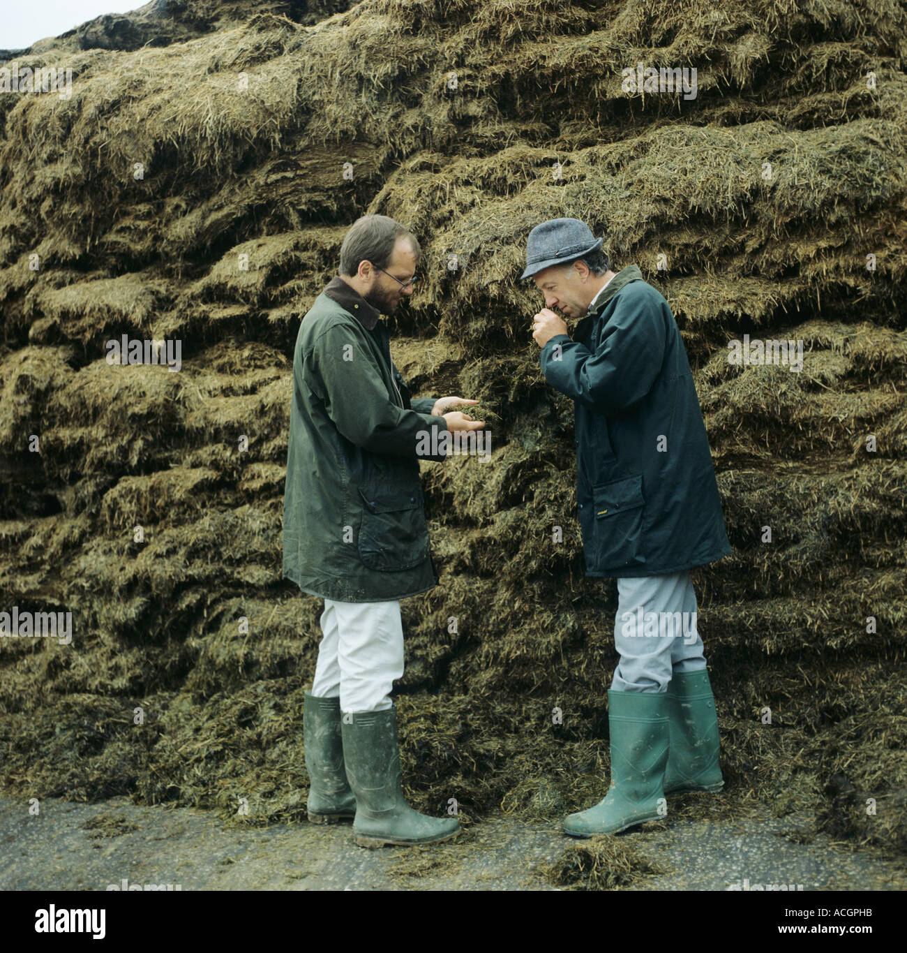 Farmer consultant examining sample from an open cut face of a silage ...