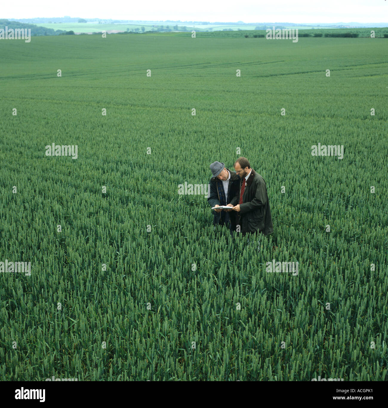 Two men examining wheat hi-res stock photography and images - Alamy