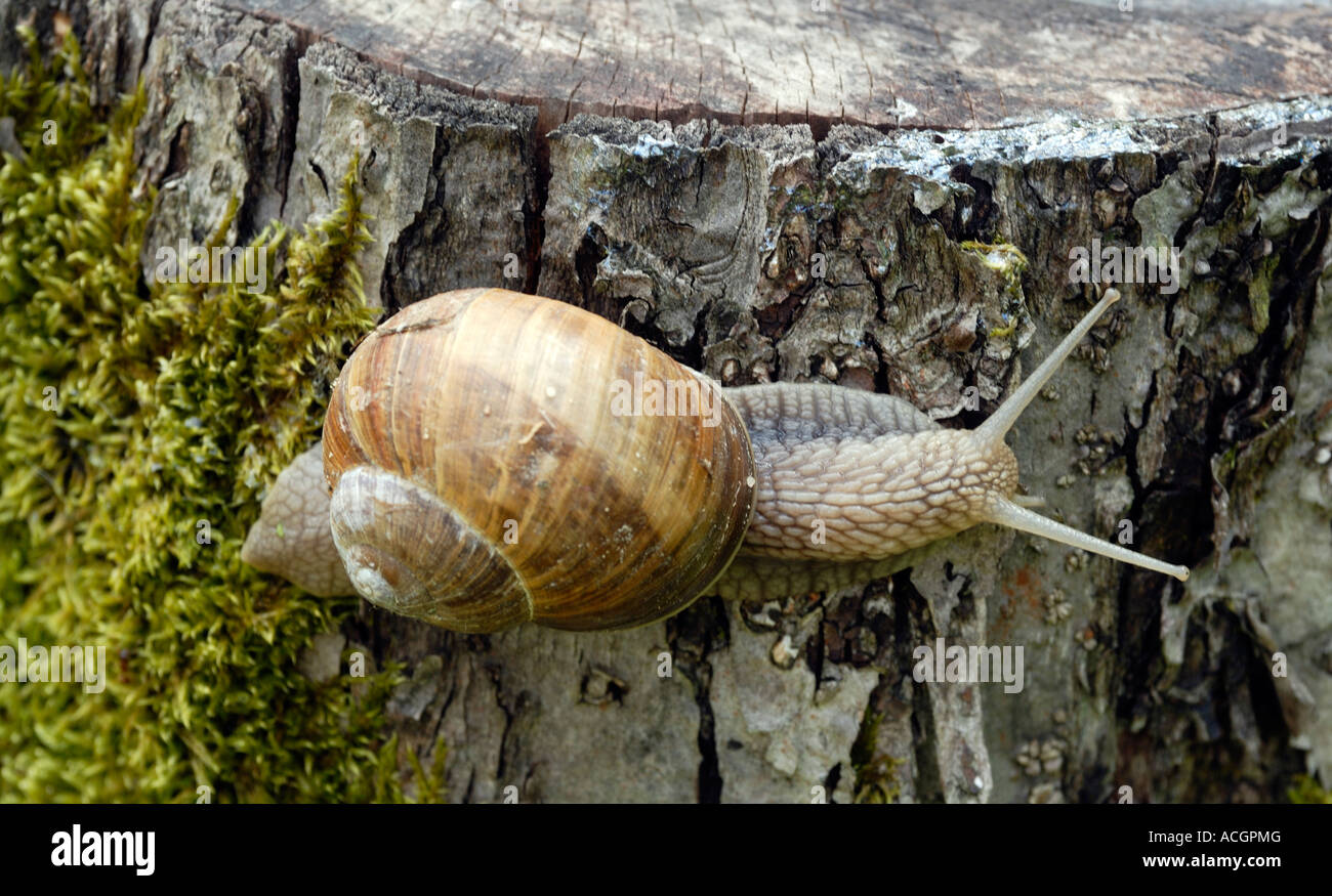 Helix aspersa Snail Europe Garden Stock Photo - Alamy