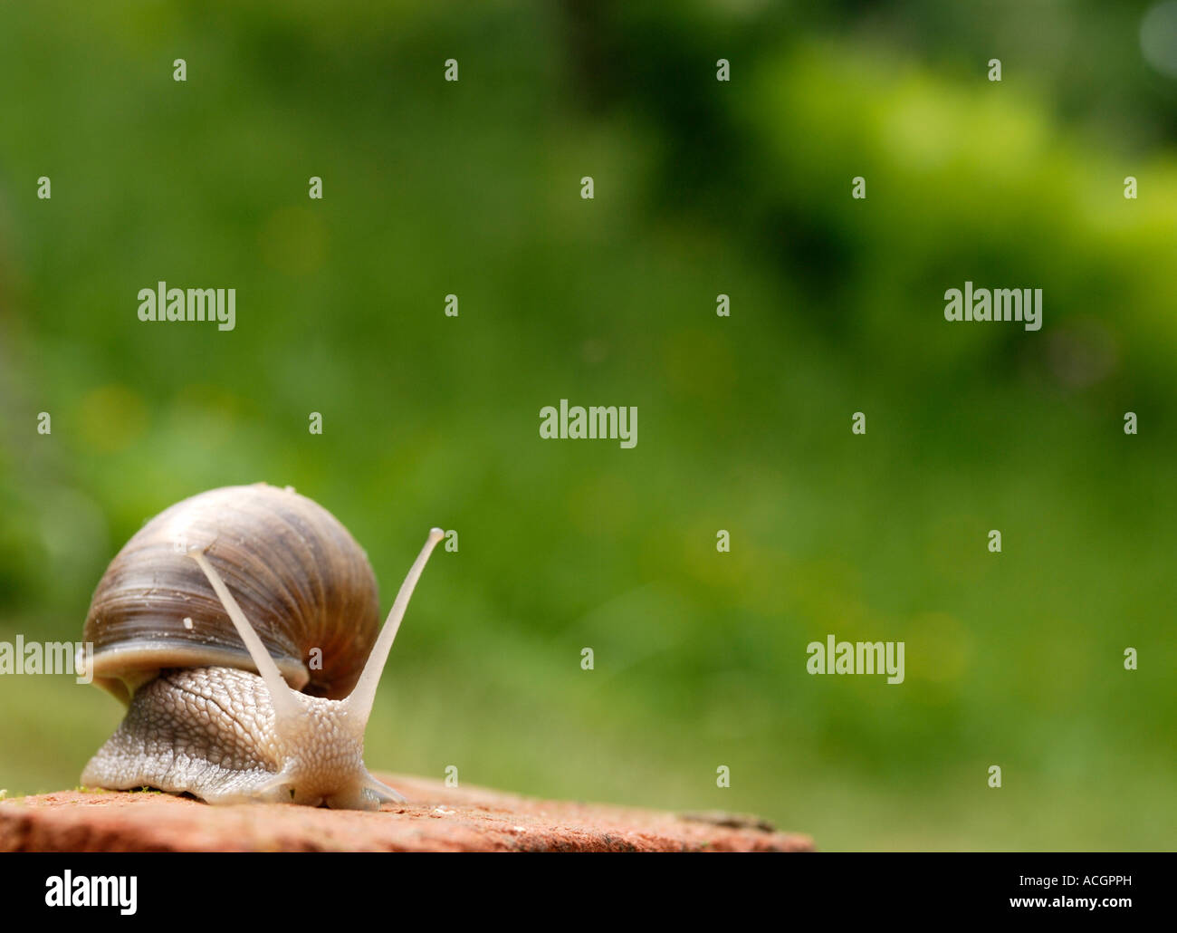 Helix aspersa Snail Europe Garden Stock Photo - Alamy