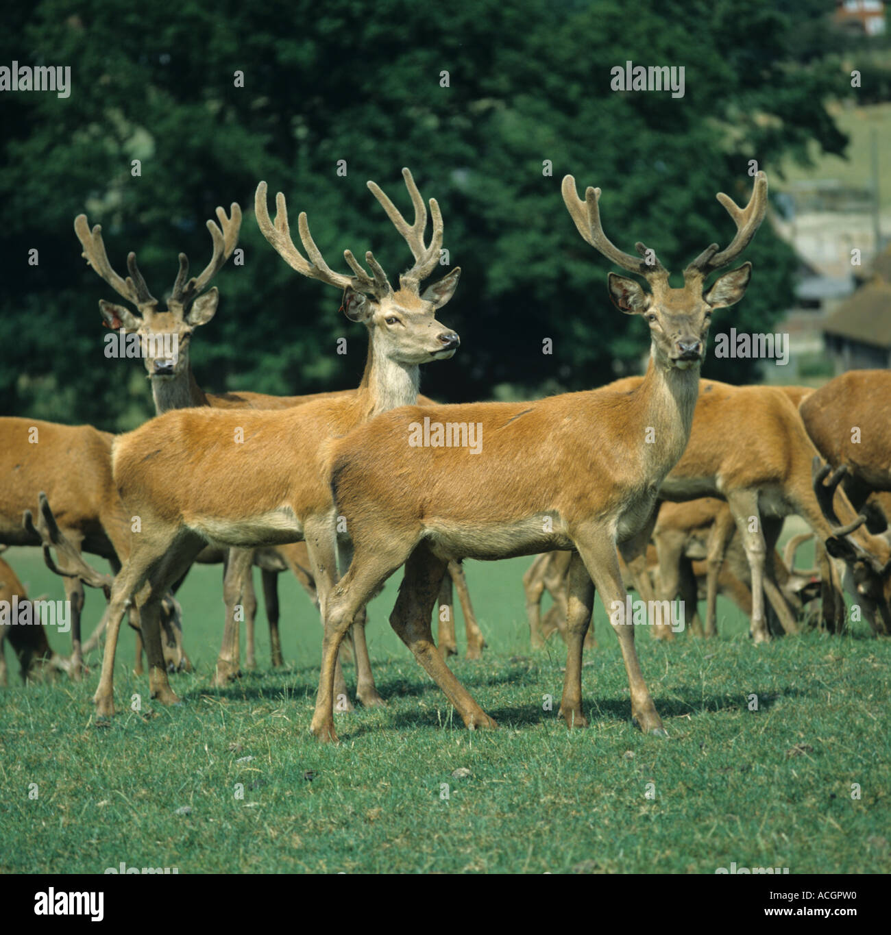Farmed red deer hi-res stock photography and images - Alamy