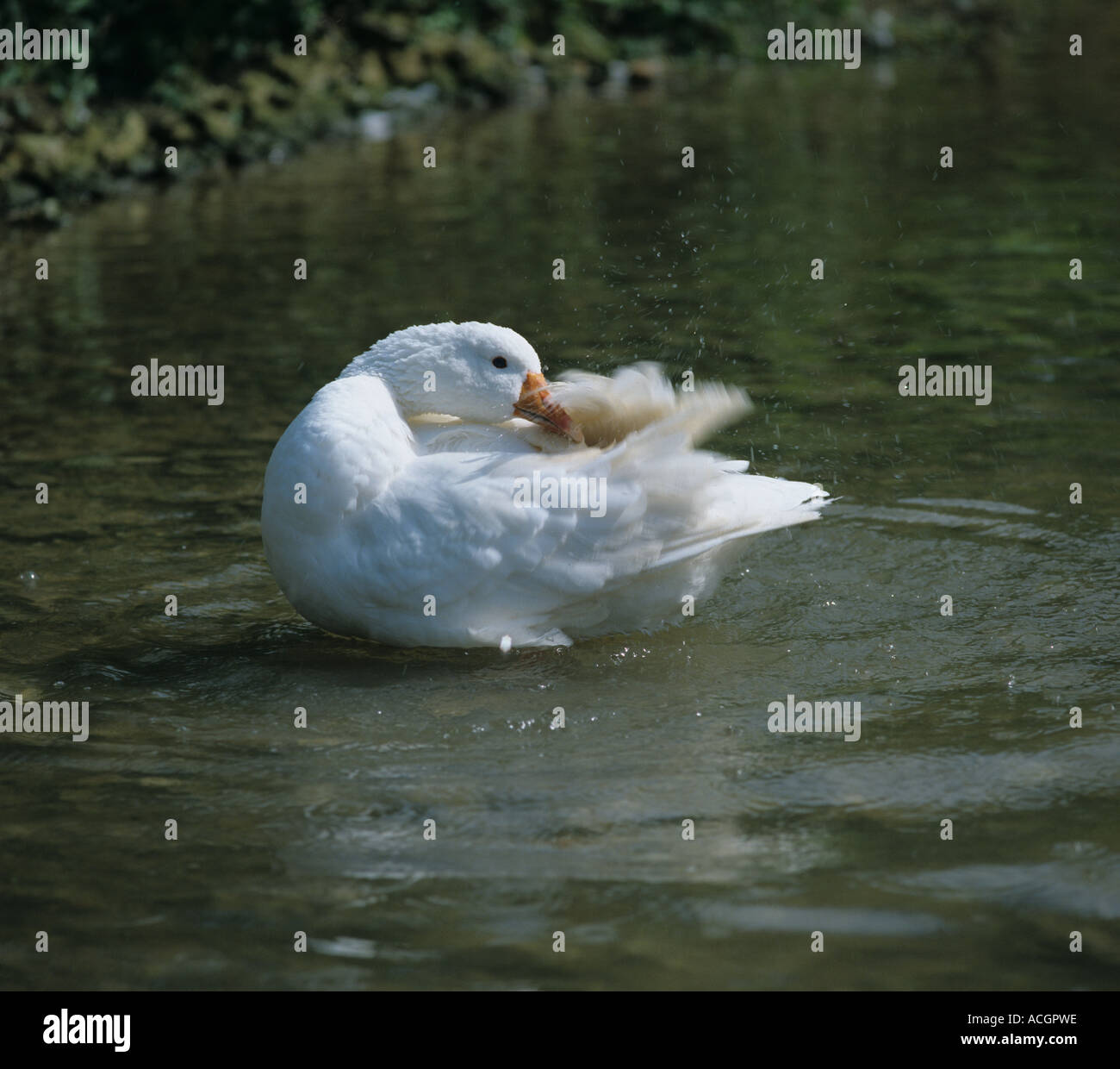 Farm goose preening its feathers while standing in a stream Stock Photo ...