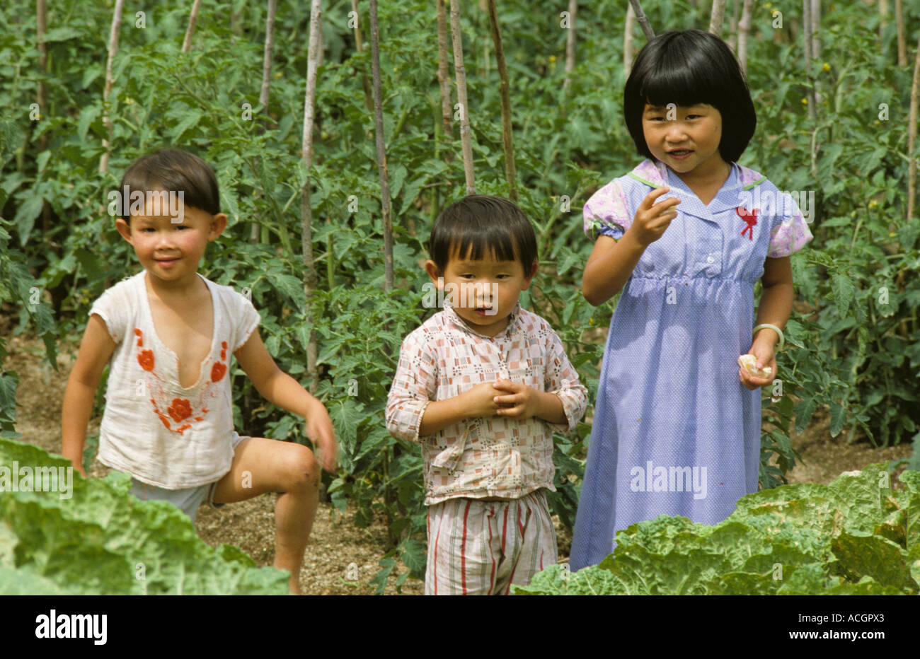 Three Chinese Malay children boys and a girl on a vegetable farm in the ...