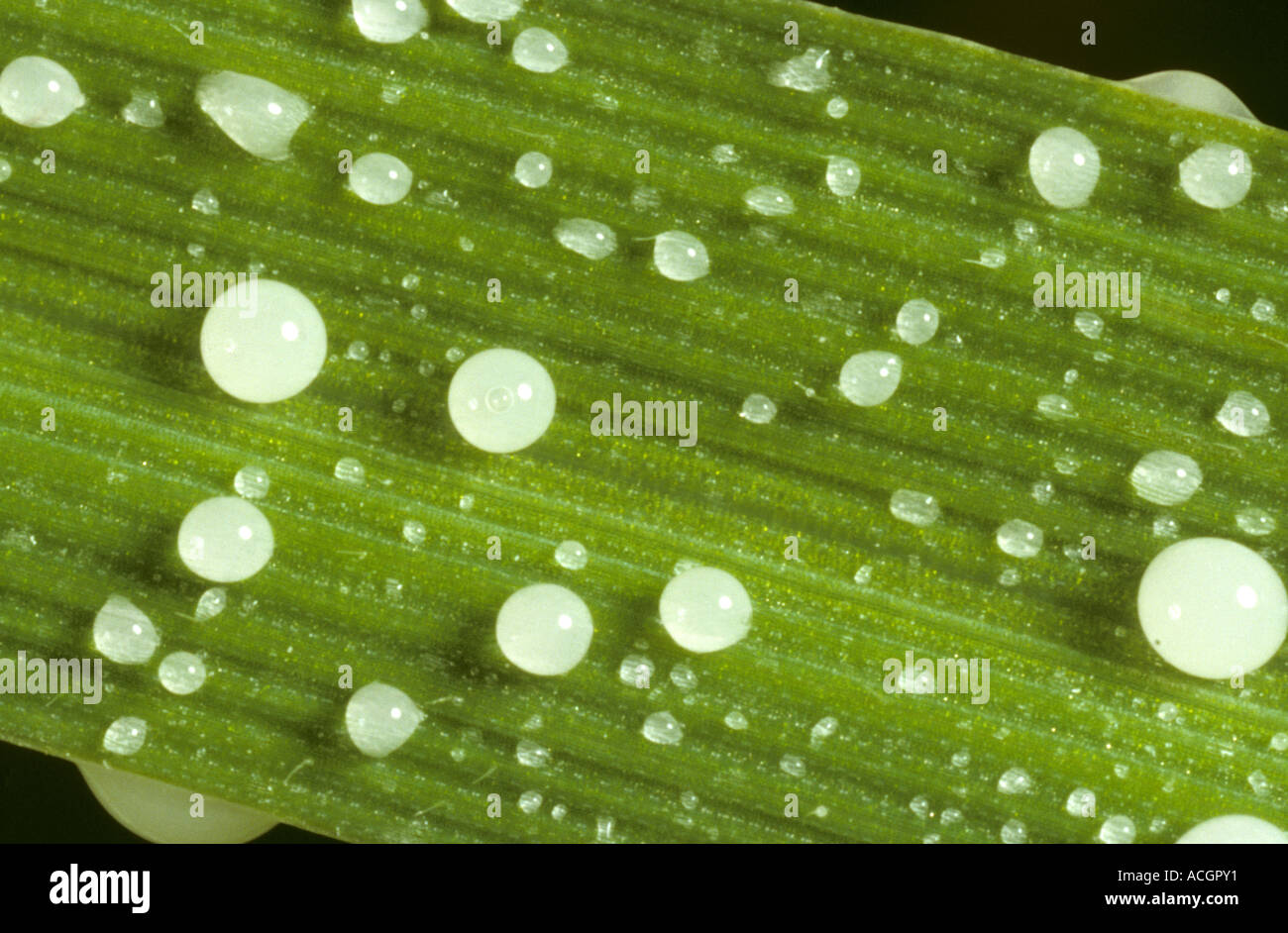 Spray droplets of a colloidal fungicide on barley leaf surface Stock ...