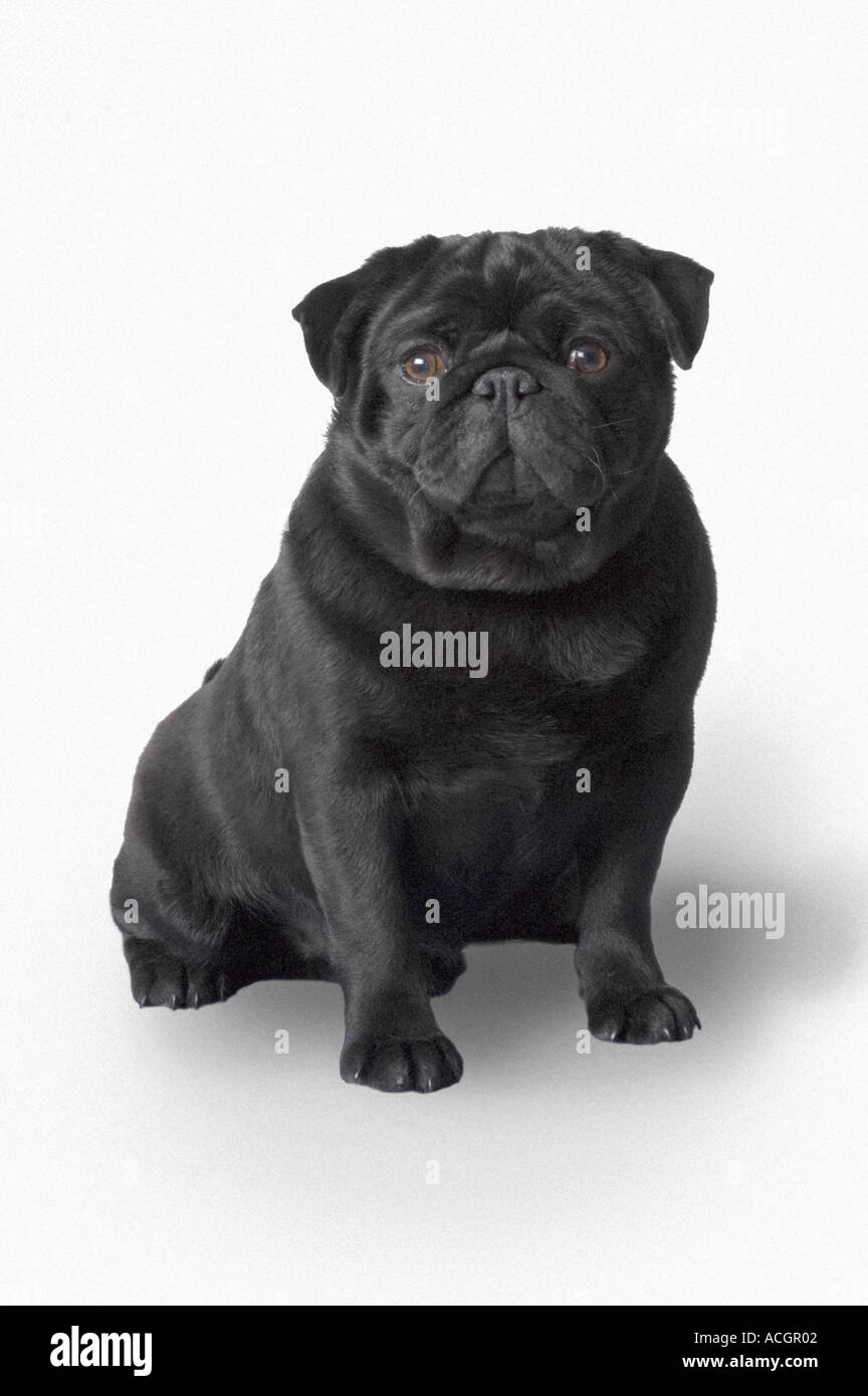 S dog Cut Out Stock Images & Pictures - Alamy