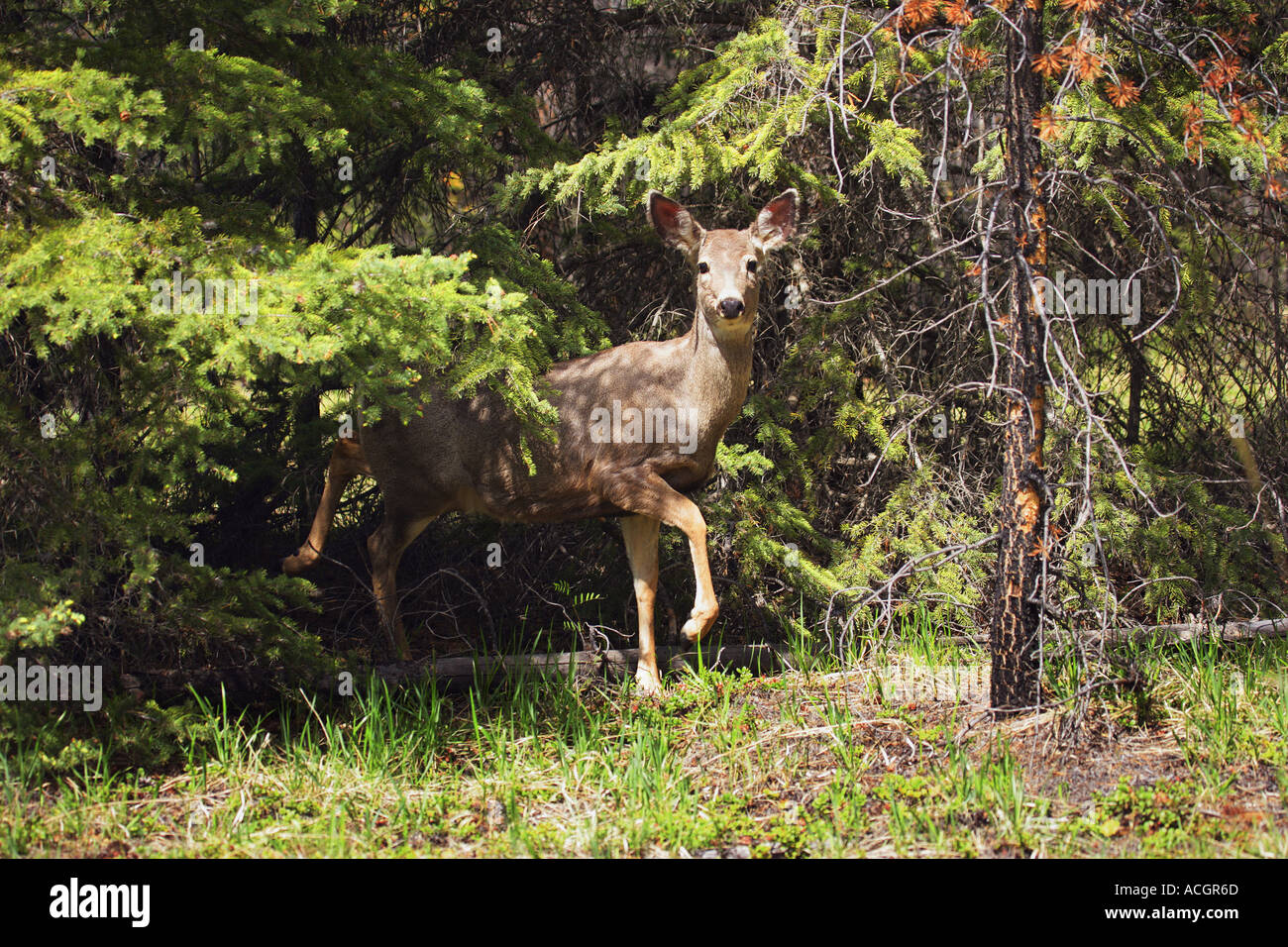 Deer in the trees Stock Photo - Alamy