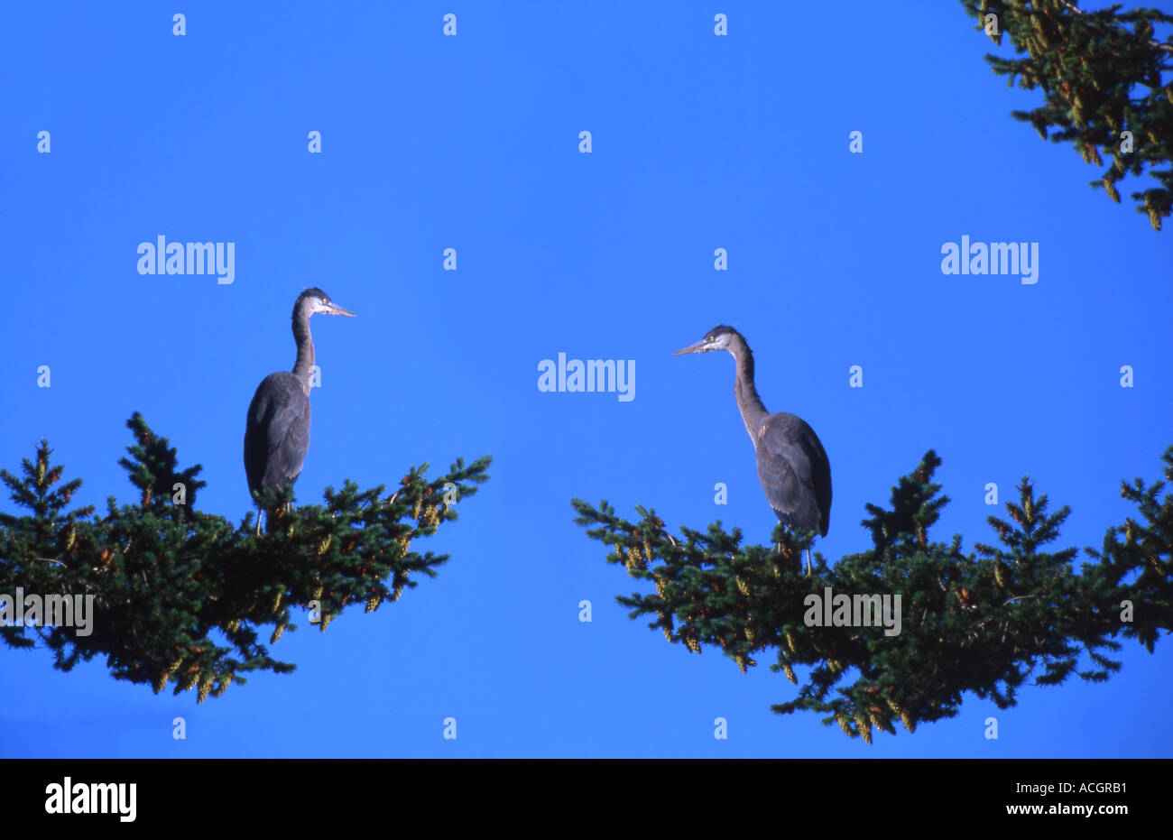 Perched survey hi-res stock photography and images - Alamy