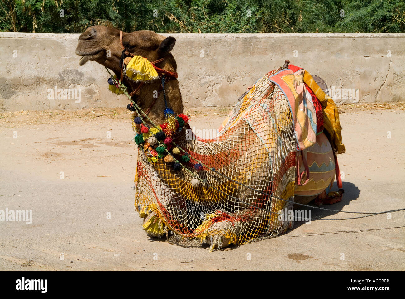 A decorated camel sitting on ground Stock Photo - Alamy